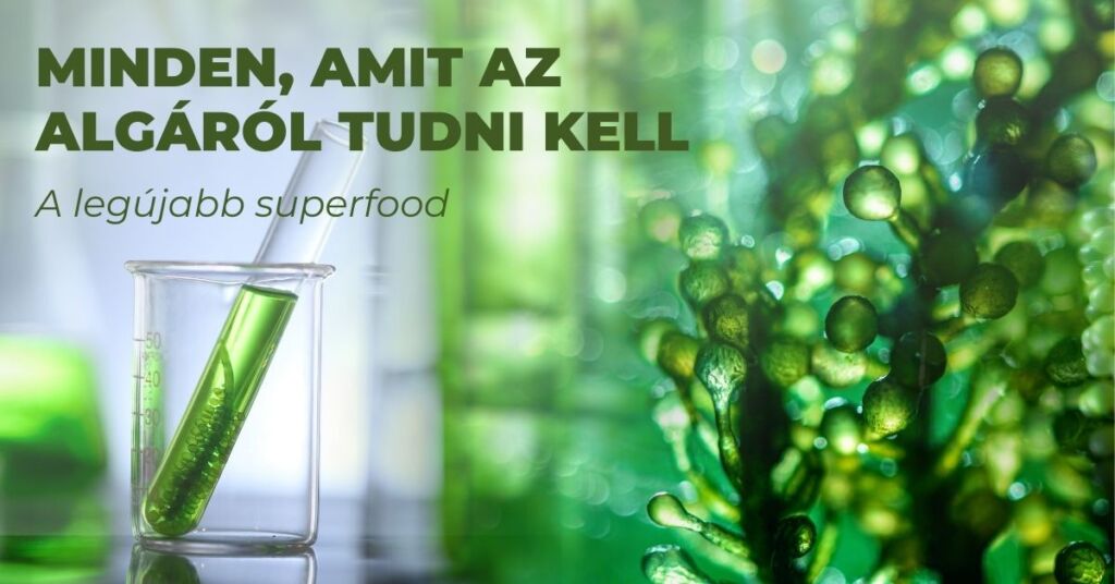 Minden, amit az algáról tudni kell - Kabay Patika